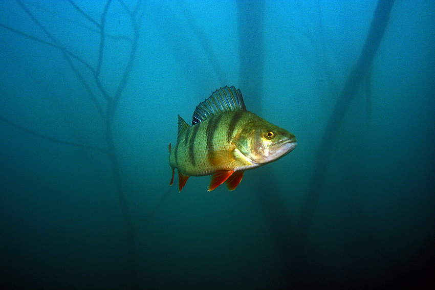 Großer Barsch reloaded Foto & Bild | unterwasser, uw-süsswasser, natur ...
