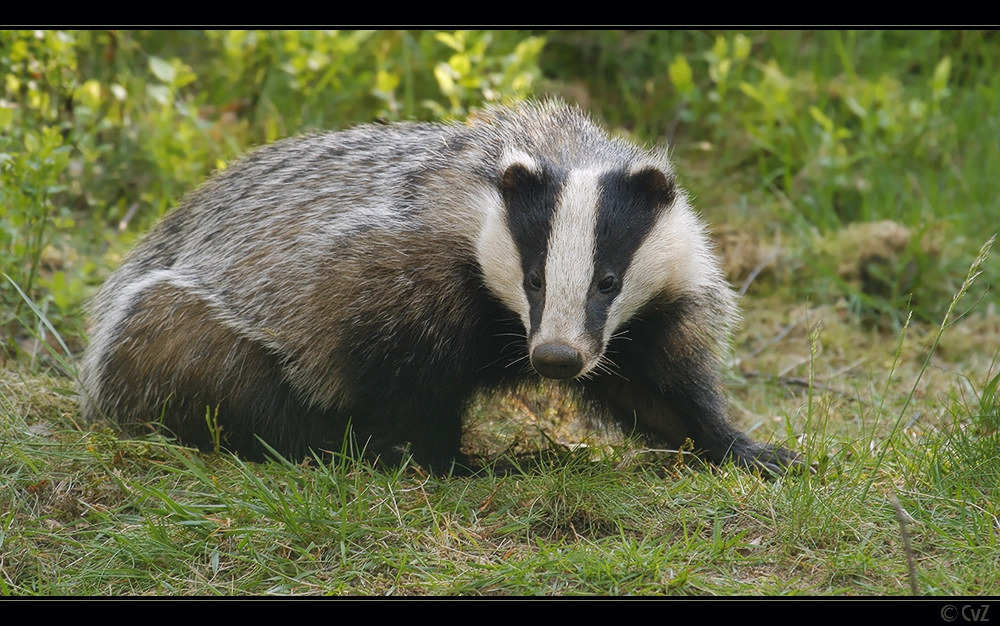 großer Dachs (ND) Foto & Bild | tiere, wildlife, säugetiere Bilder auf ...