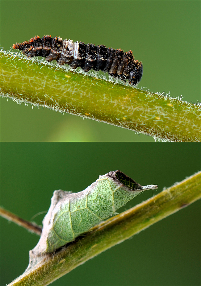 Großer Eisvogel - Raupe mit Hibernarium Foto & Bild | tiere, wildlife ...