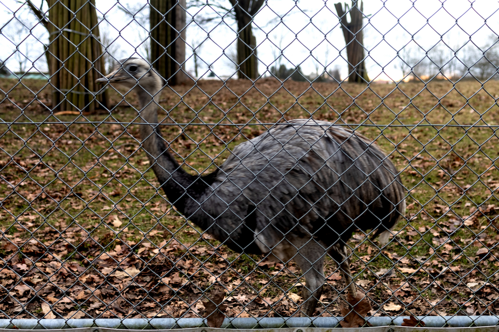 Großer Emu (Dromaius novaehollendiae) Foto & Bild | forst, laufvögel ...