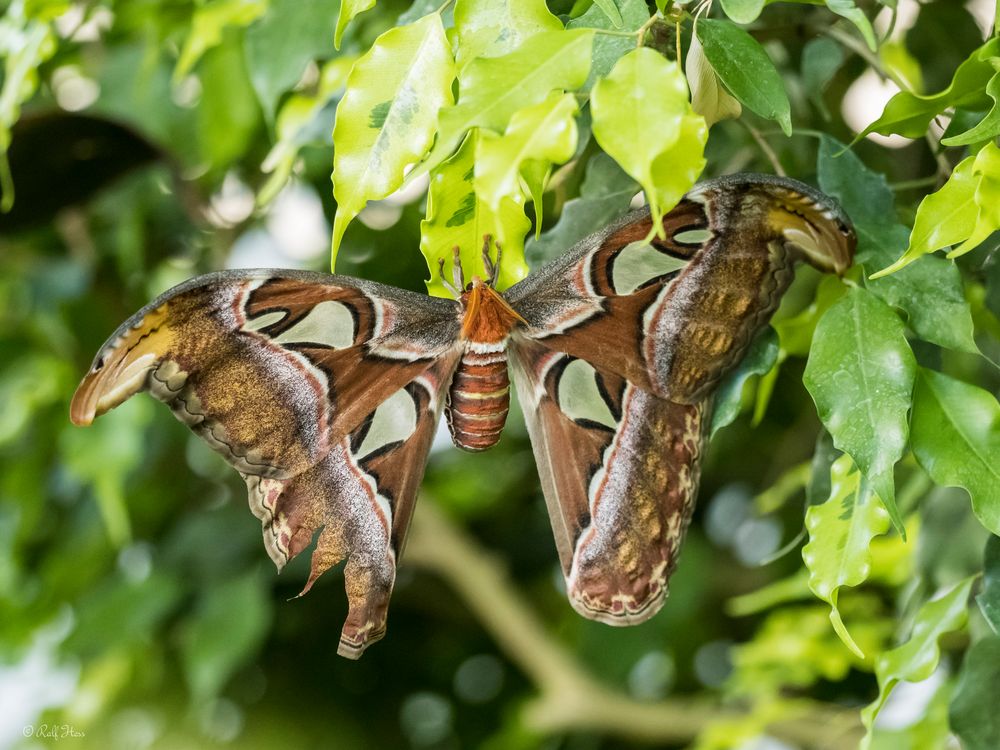 Großer Falter Foto & Bild | tiere, zoo, wildpark & falknerei, natur ...