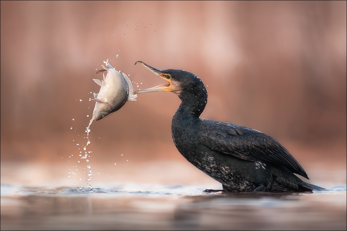 großer Fang Foto & Bild | reportage dokumentation, europe, hungary ...