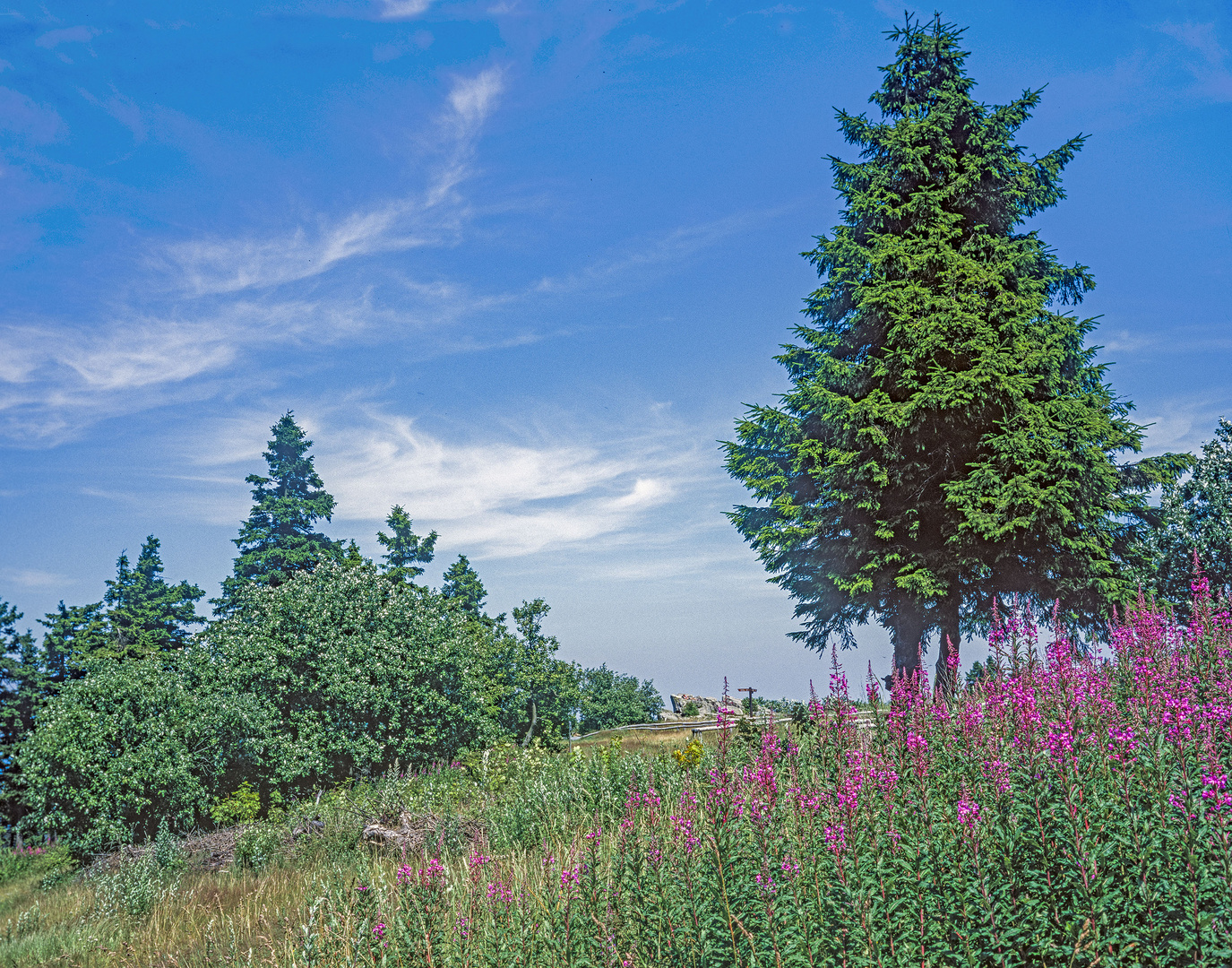 Großer Feldberg (Hessen) Impression 01 - Analoge Fotografie von 1998 ...