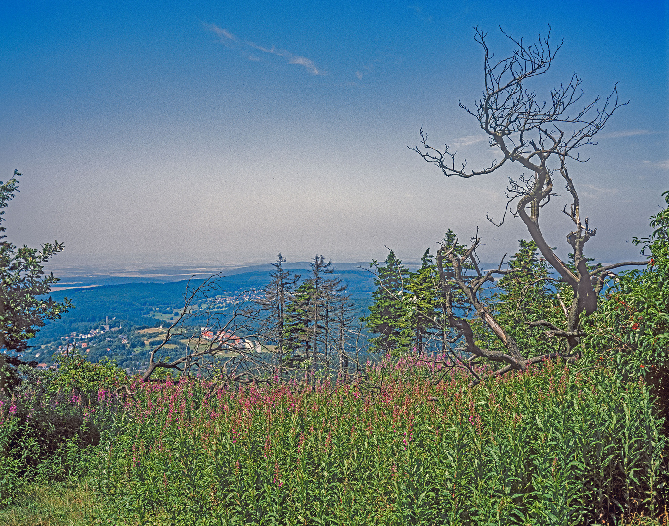 Großer Feldberg (Hessen) Impression 03 - Analoge Fotografie von 1998 ...