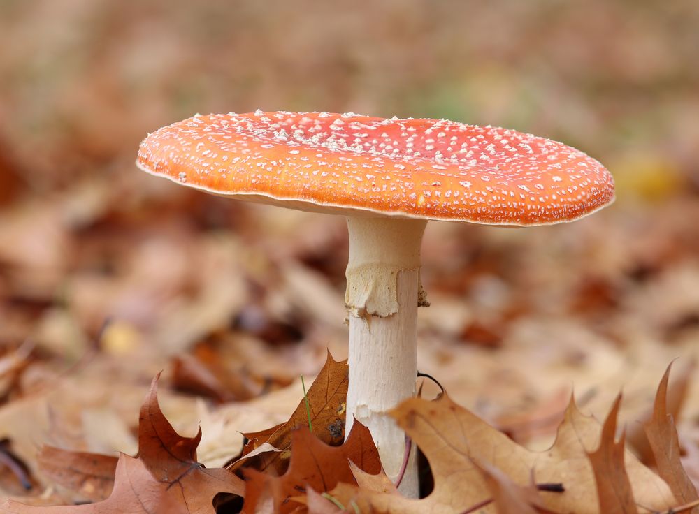 Großer Flipi Foto & Bild | natur, herbst, landschaft Bilder auf ...