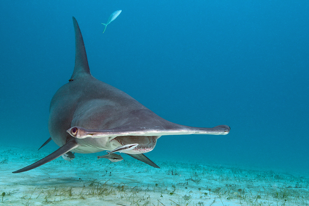 Großer Hammerhai Foto & Bild | unterwasser, uw-salzwasser, natur ...