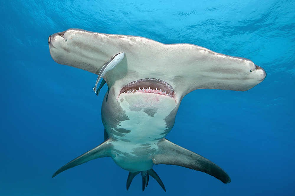Großer Hammerhai (Sphyrna mokarran) Foto & Bild | unterwasser, uw ...