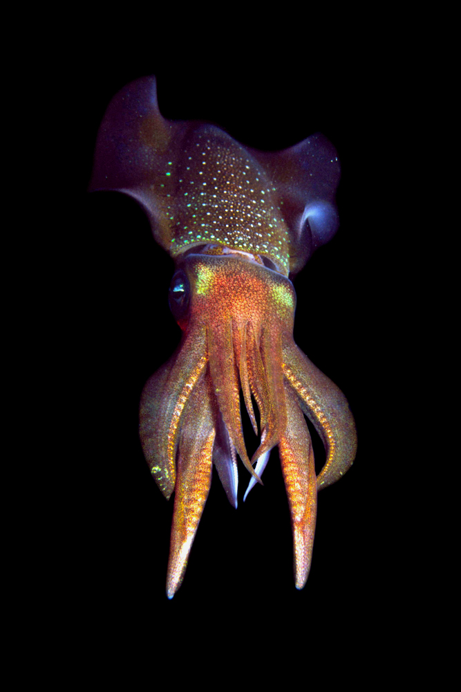 Großer Kalmar Foto & Bild | unterwasser, uw-salzwasser, natur-kreativ ...