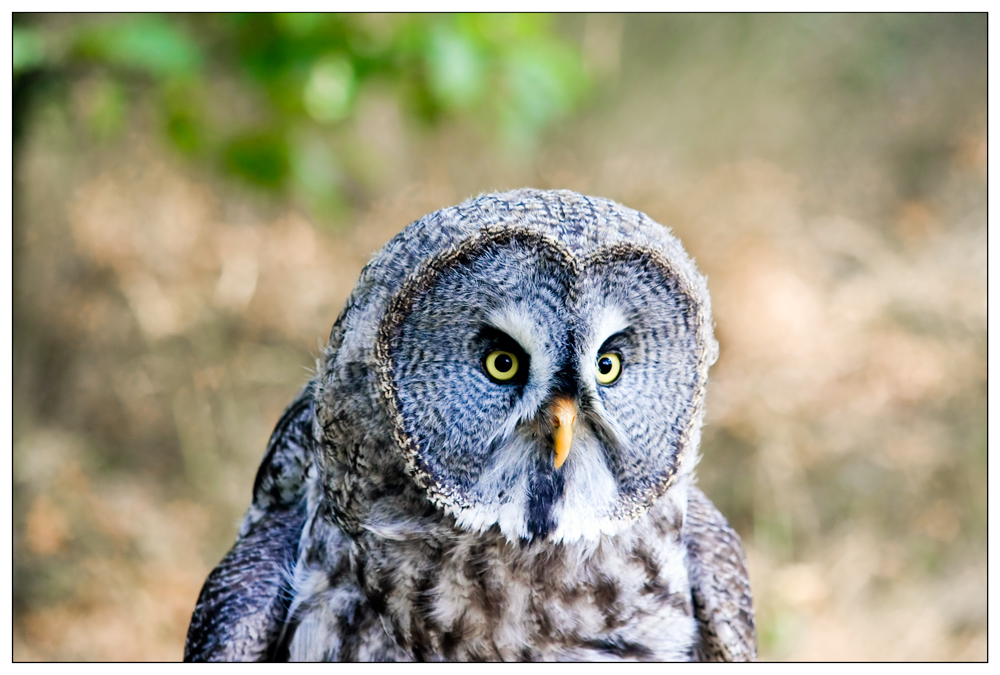 Großer Kauz.... Foto & Bild | tiere, zoo, wildpark & falknerei, vögel ...