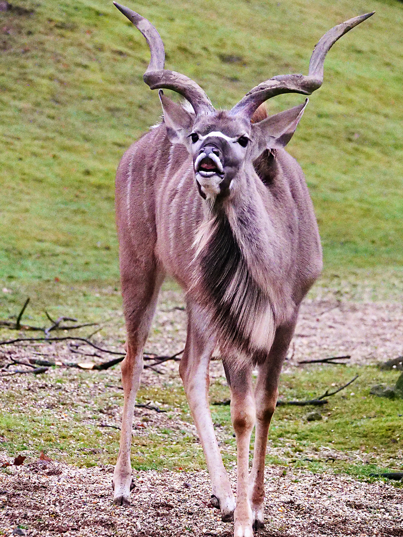 Großer Kudu Foto & Bild | tiere, zoo, wildpark & falknerei, säugetiere ...