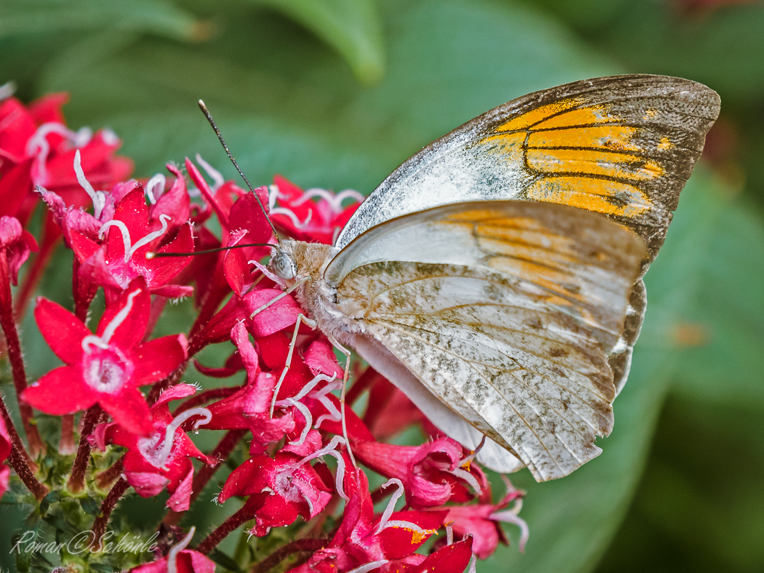 Großer Orange-Spitzen-Falter (Hebomoia glaucippe) Foto & Bild | tiere ...