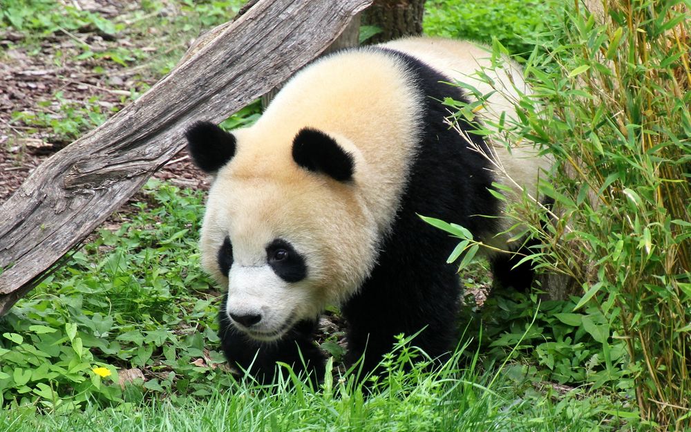 Großer Panda ... Foto & Bild | tiere, zoo, wildpark & falknerei ...