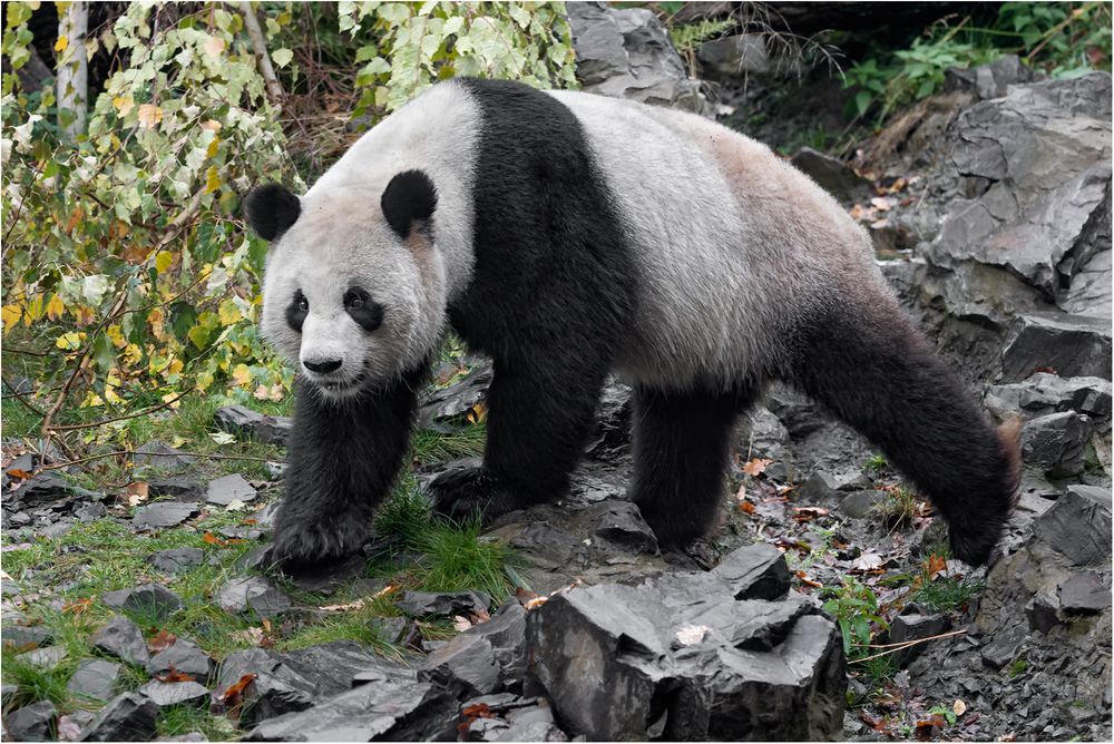 Großer Panda Foto & Bild | nature, natur, zoo Bilder auf fotocommunity
