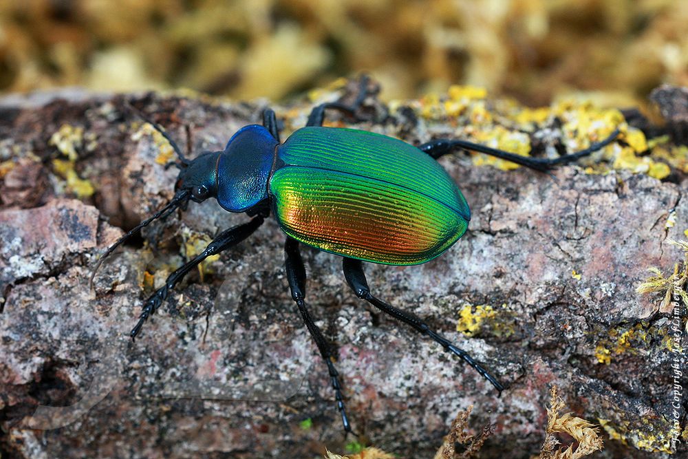 Großer Puppenräuber (Calosoma sycophanta) Carabidae Copyright Josef ...