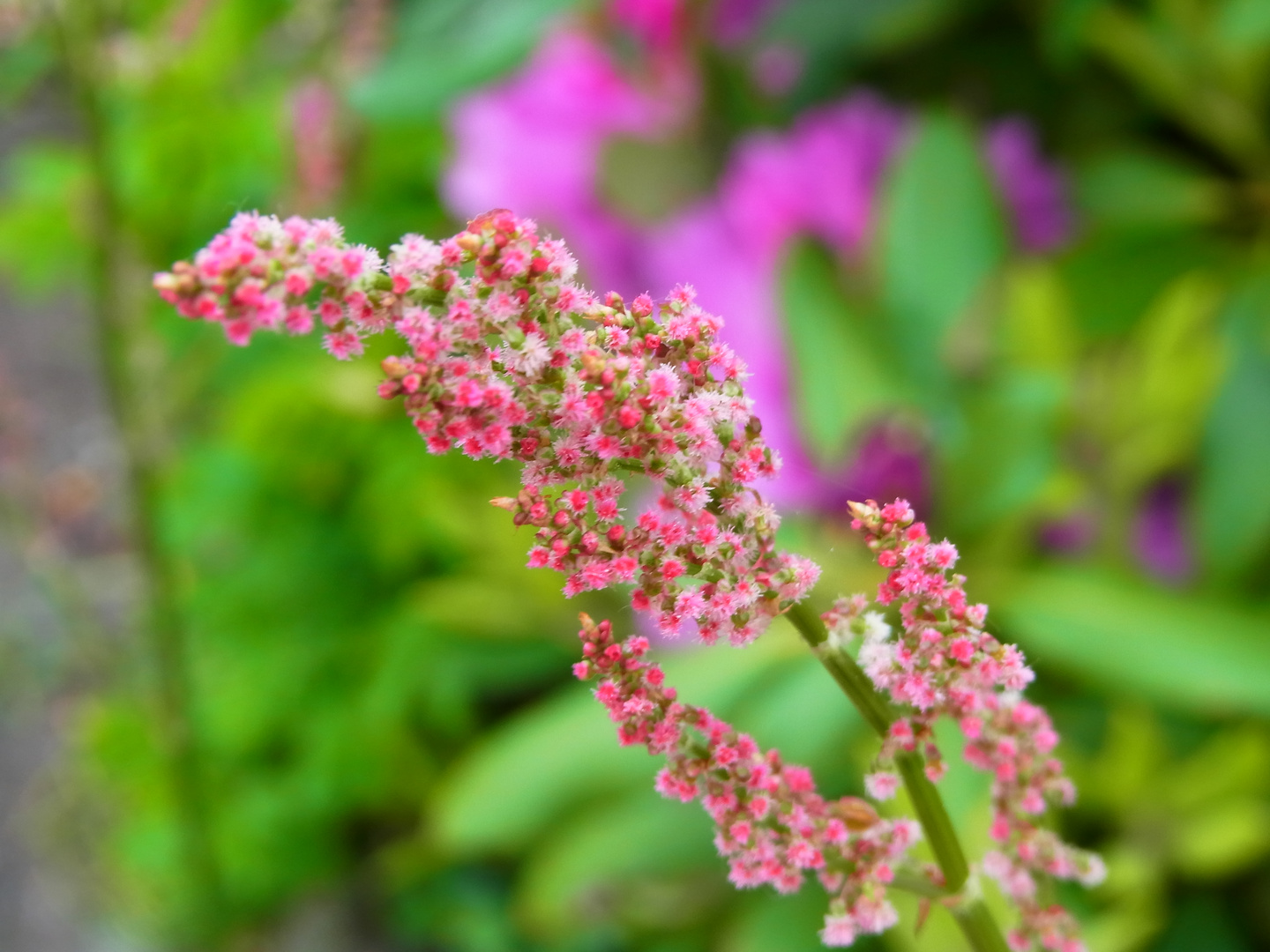 Großer Sauerampfer Foto & Bild | natur Bilder auf fotocommunity