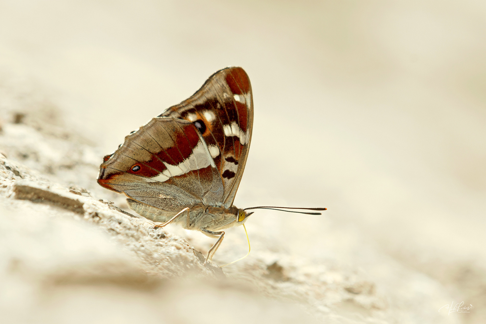 Großer Schillerfalter Foto & Bild | makro, natur, insekt Bilder auf ...