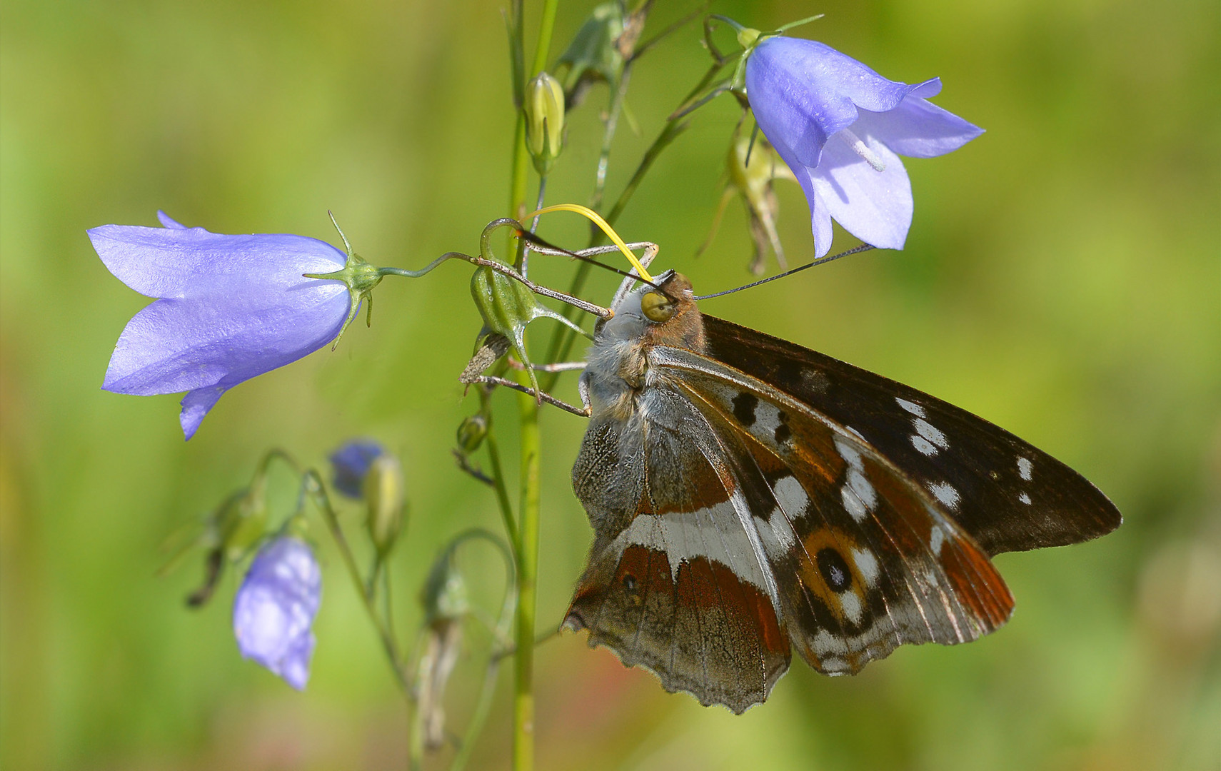 Großer Schillerfalter Foto & Bild | natur, insekten, tiere Bilder auf ...