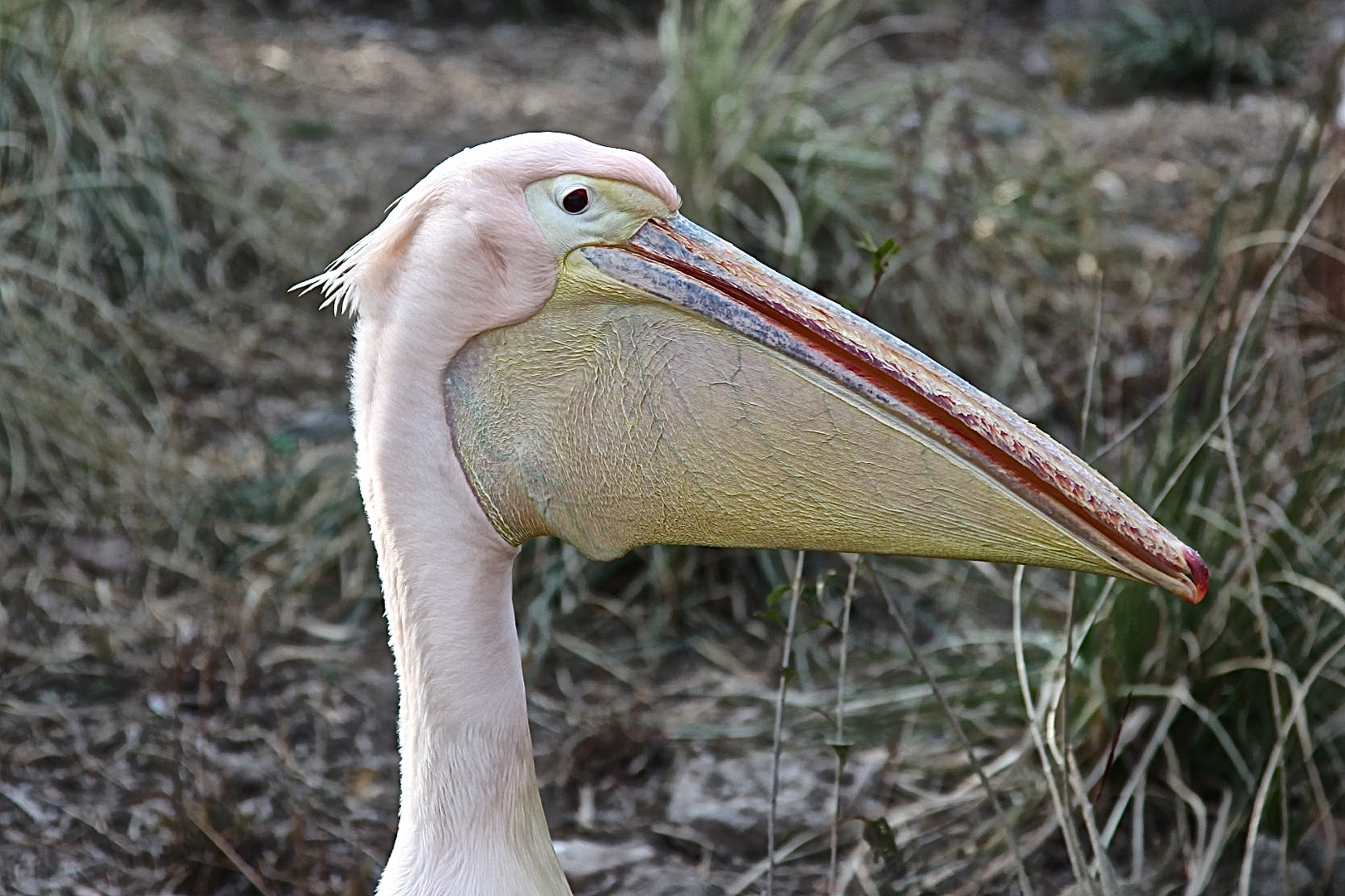 Großer Schnabel aber ganz lieb Foto & Bild | tiere, zoo, wildpark ...