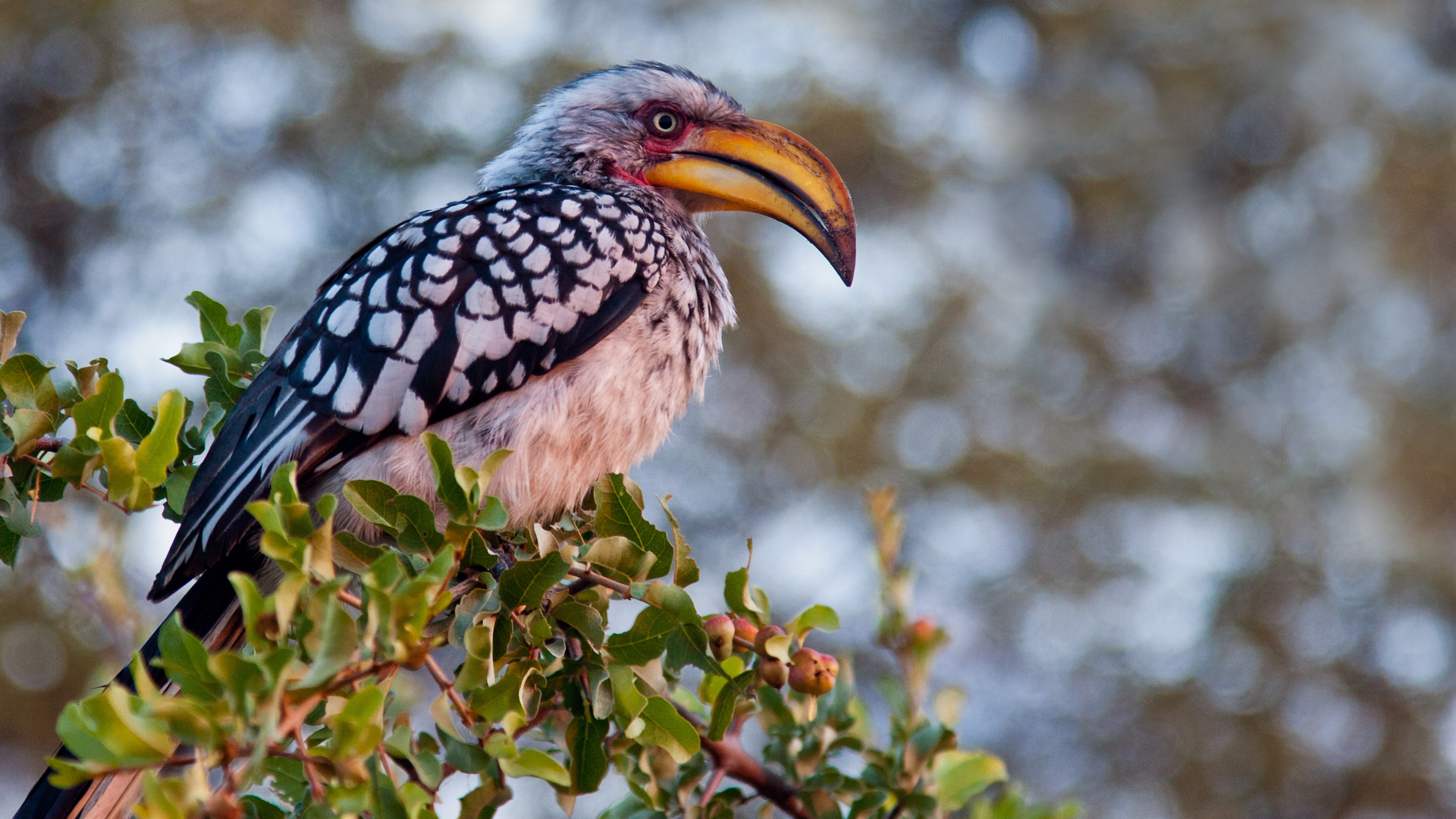 Großer Schnabel Foto & Bild | tiere, wildlife, wild lebende vögel ...