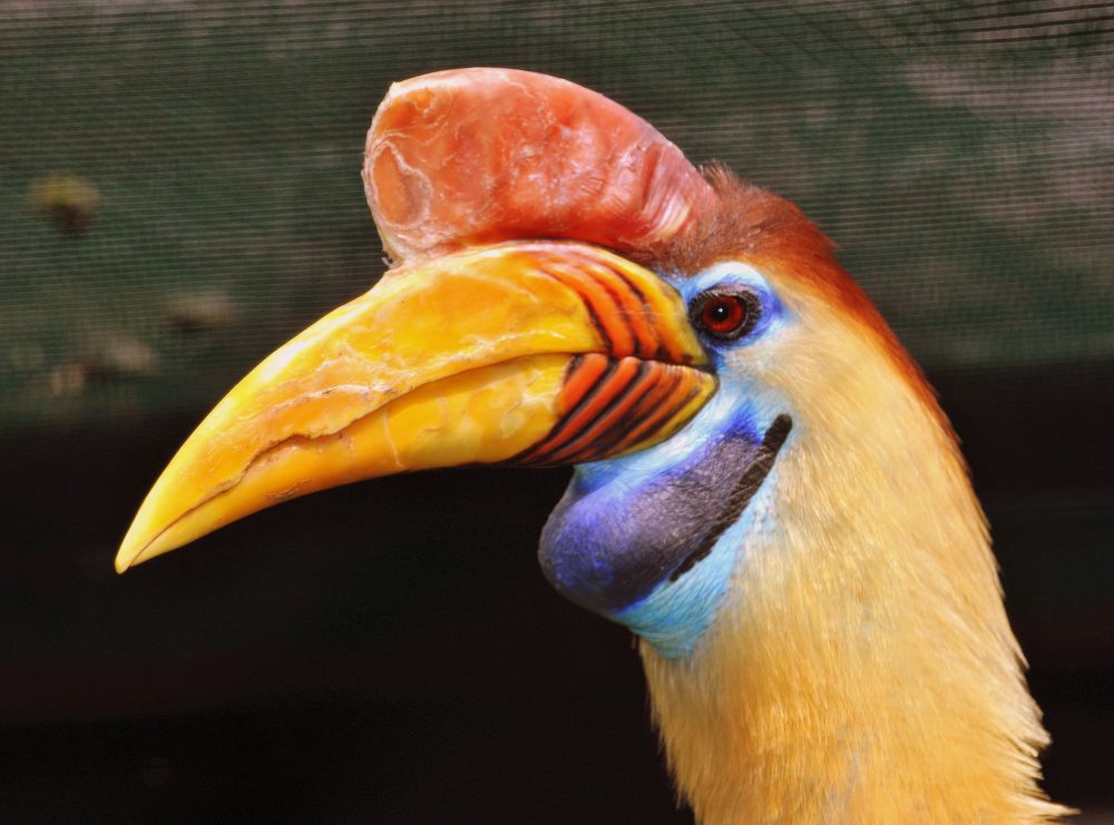 " großer Schnabel " Foto & Bild | tiere, zoo, wildpark & falknerei ...