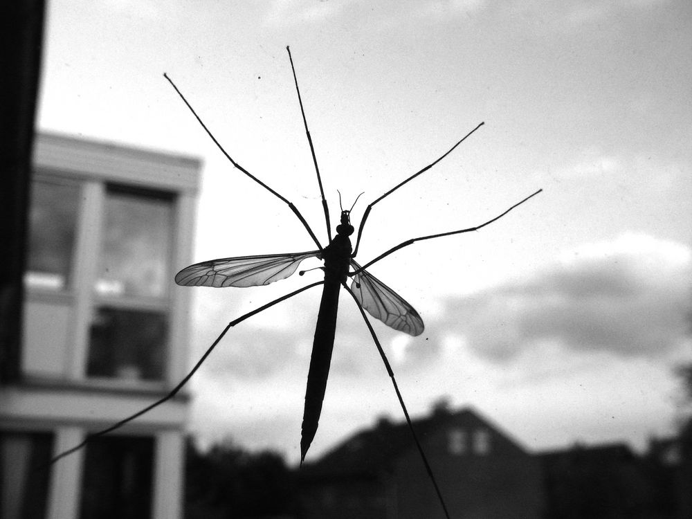 Großer SCHNEIDER!! Foto & Bild | tiere, haustiere, sonstige Bilder auf ...