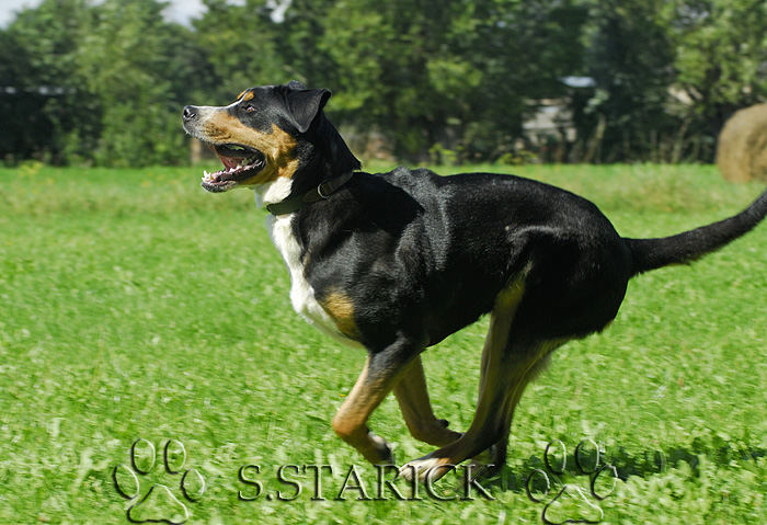 Großer Schweizer Sennenhund Foto & Bild | tiere, haustiere, hunde ...