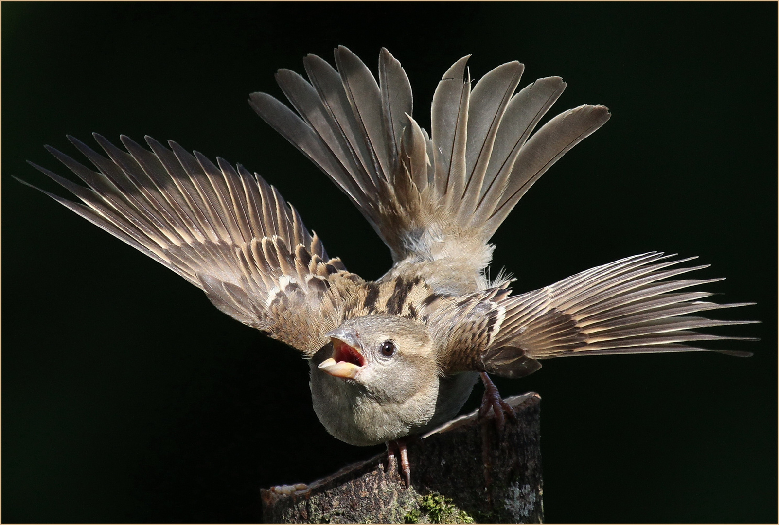 „großer Spatz“ Foto & Bild | tiere, wildlife, wild lebende vögel Bilder ...
