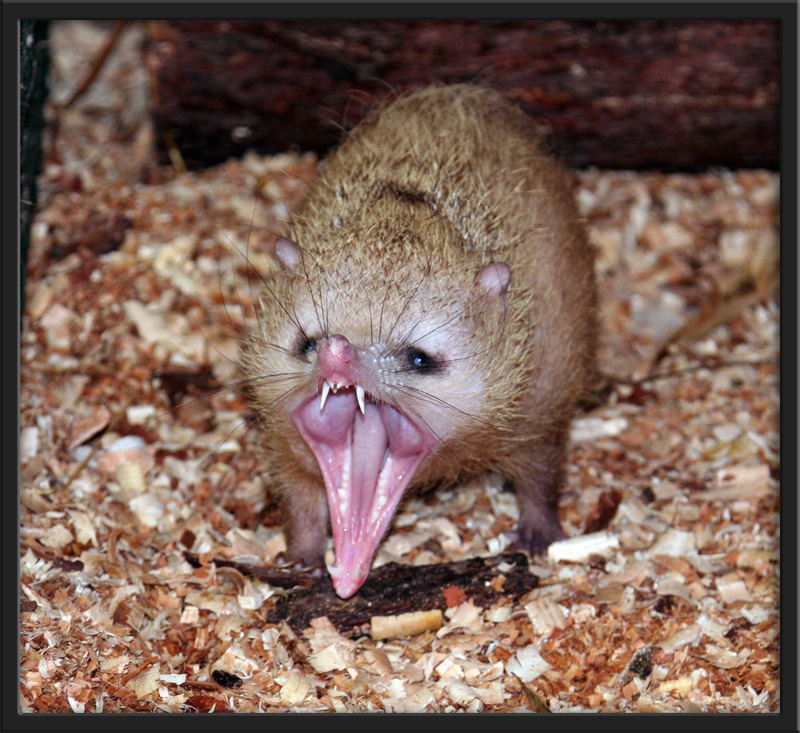 Grosser Tanrek oder Tenrek (Tenrec ecaudatus) Foto & Bild | tiere ...