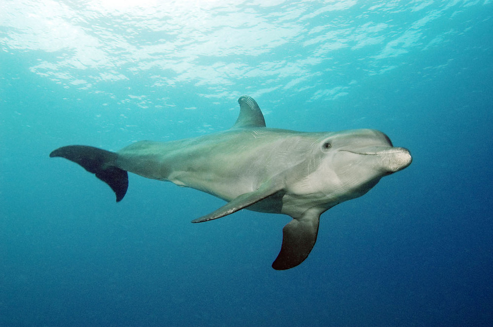 Großer Tümmler Foto & Bild | unterwasser, uw-salzwasser, natur-kreativ ...