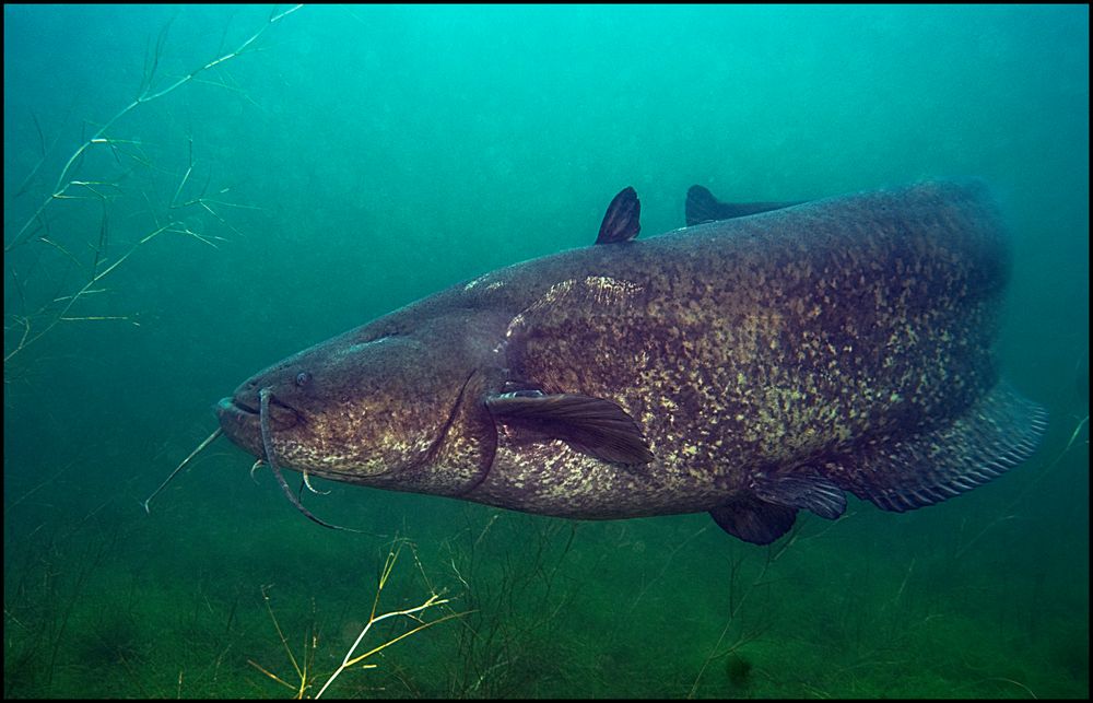 Großer Wels Foto & Bild | unterwasser, uw-süsswasser, natur-kreativ ...