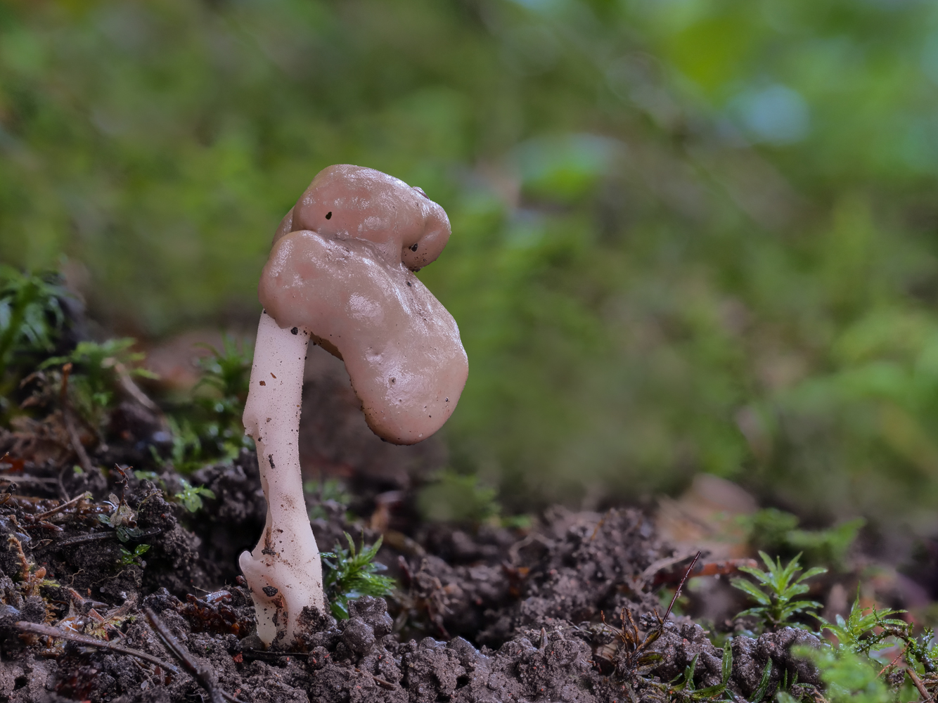 grosser Zinken Foto & Bild | pflanzen, pilze & flechten, landschaft ...