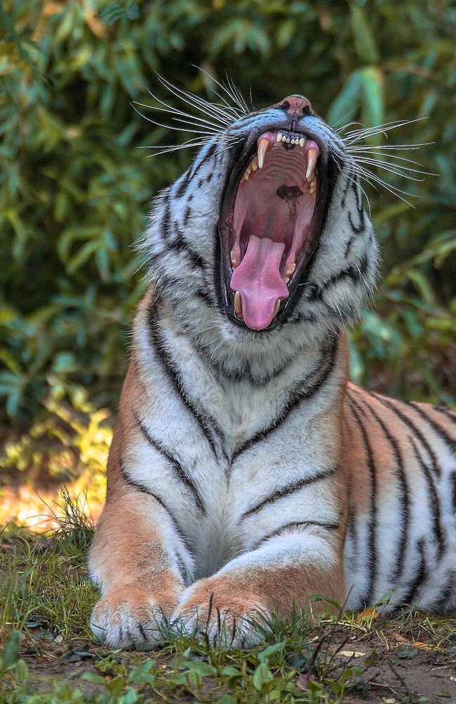 Großes Maul Foto & Bild | zoo, tiere, natur Bilder auf fotocommunity