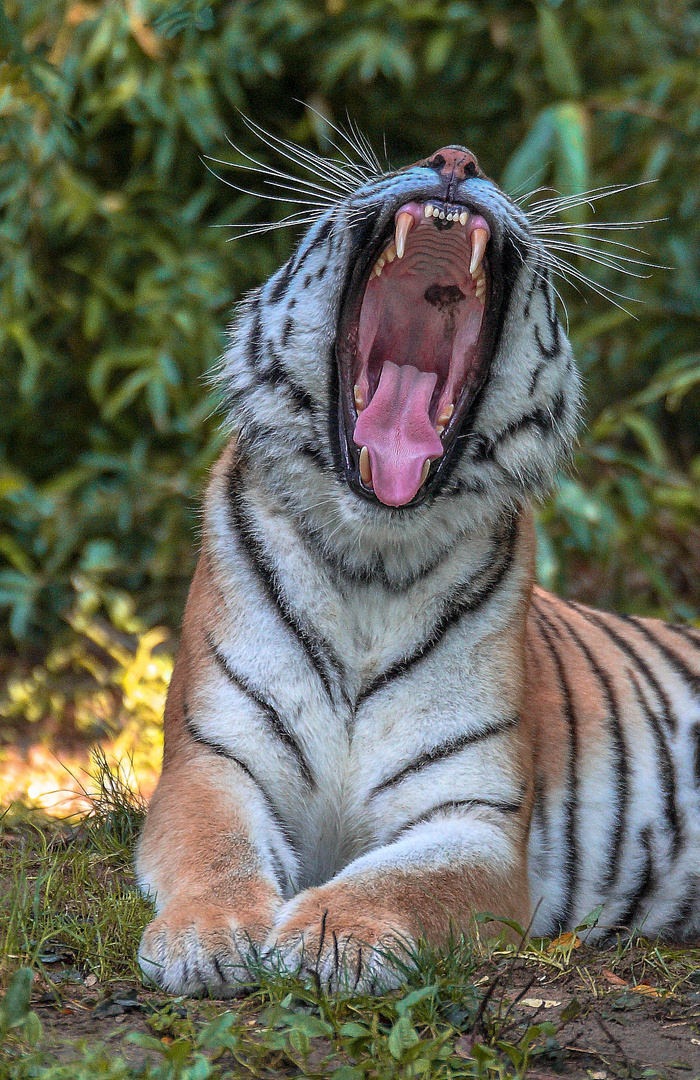 Großes Maul Foto & Bild | zoo, tiere, natur Bilder auf fotocommunity