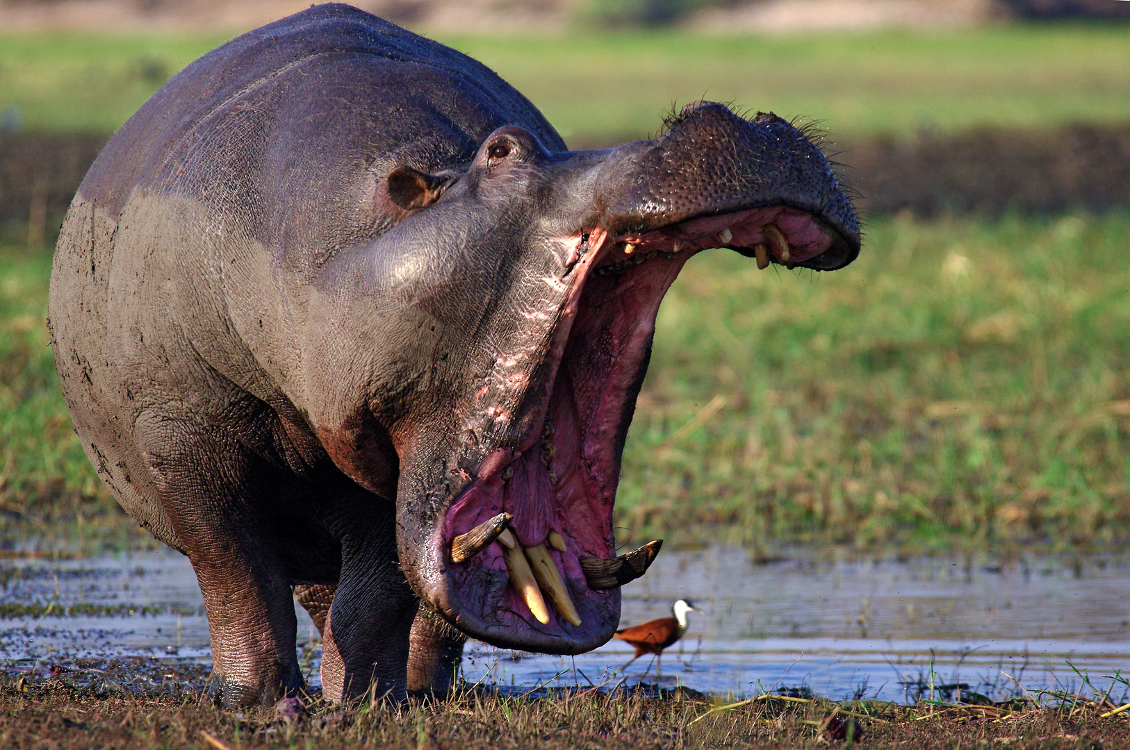 grosses Maul Foto & Bild | tiere, wildlife, säugetiere Bilder auf ...