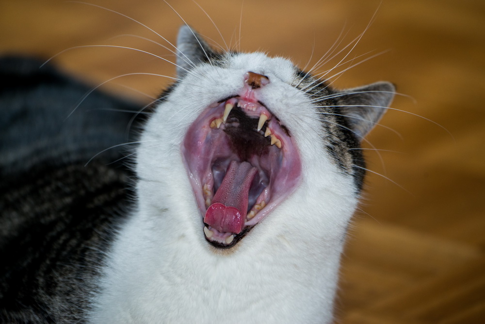 Grosses Maul Foto & Bild | tiere, haustiere, katzen Bilder auf ...