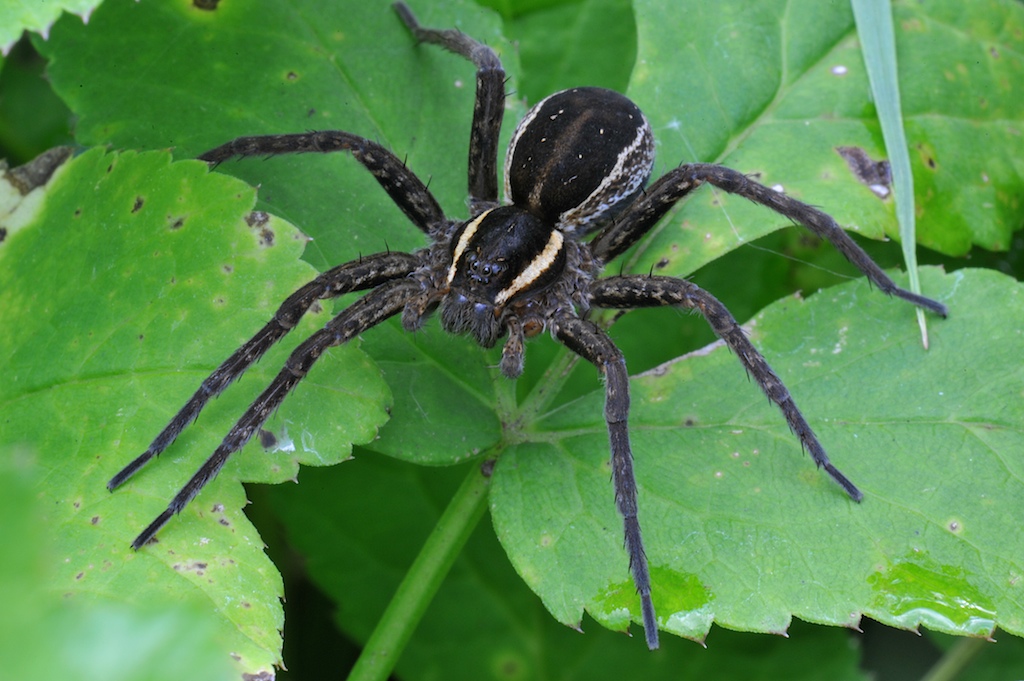 Grosses Weibchen einer Gerandeten Jagdspinne (Dolomedes Ssp.) Foto ...
