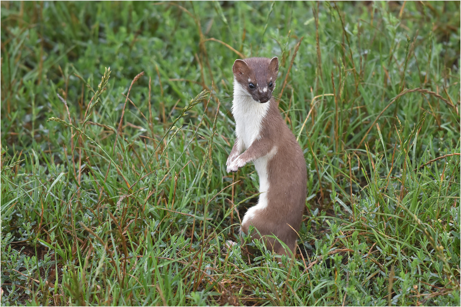 Großes Wiesel Foto & Bild | nature, natur, tiere Bilder auf fotocommunity