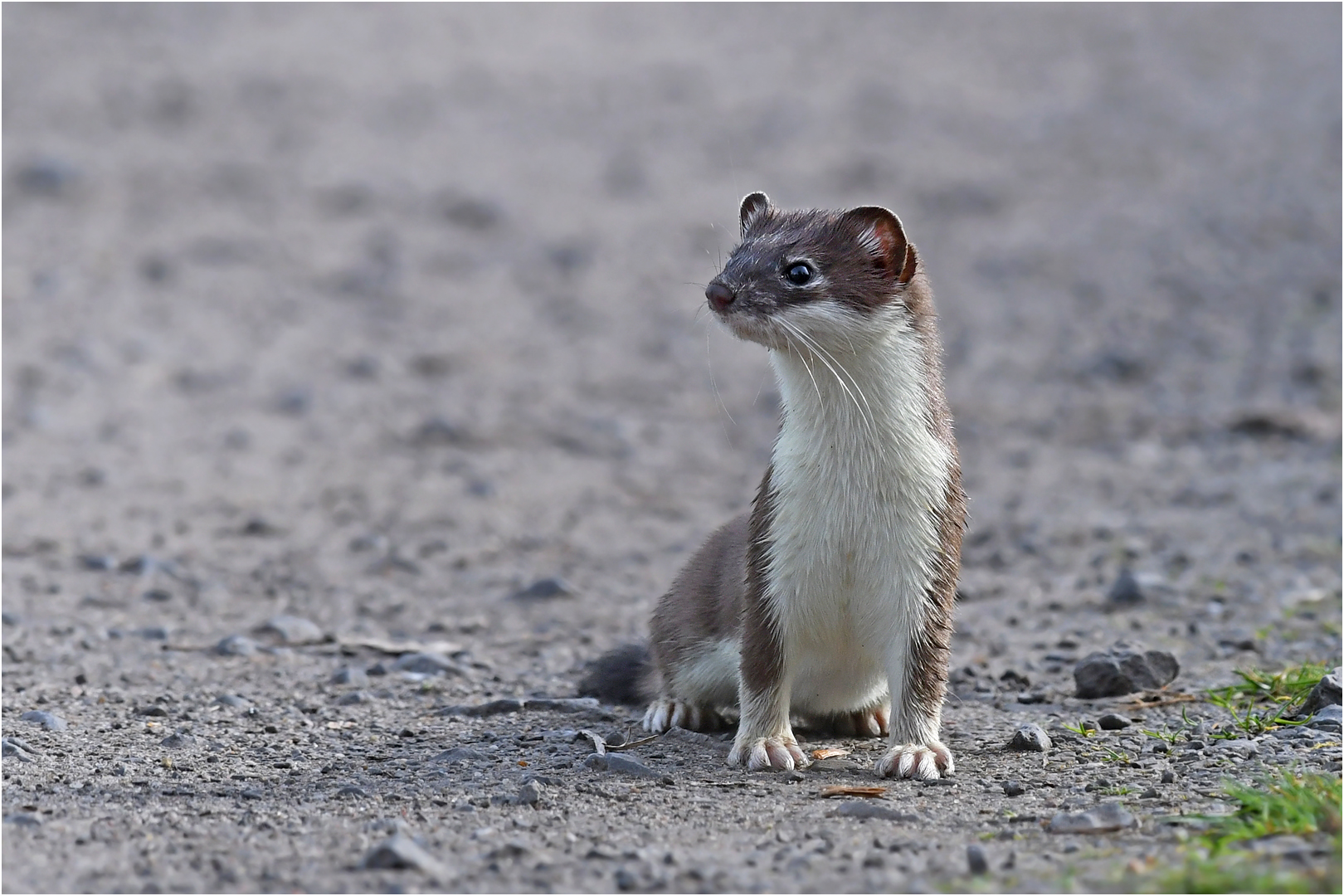 Großes Wiesel oder Hermelin Foto & Bild | natur, tiere, wildlife Bilder ...