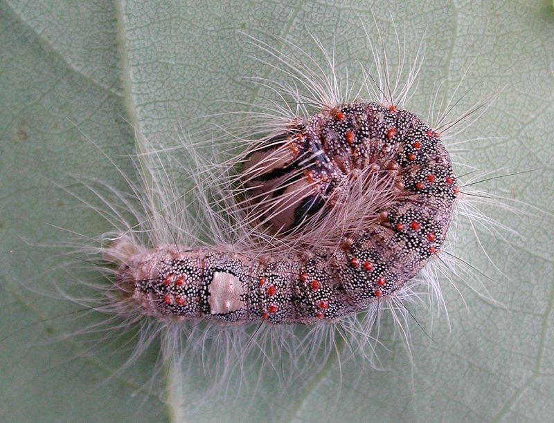 Großkopf-Rindeneule Foto & Bild | landschaft, berge, natur Bilder auf ...
