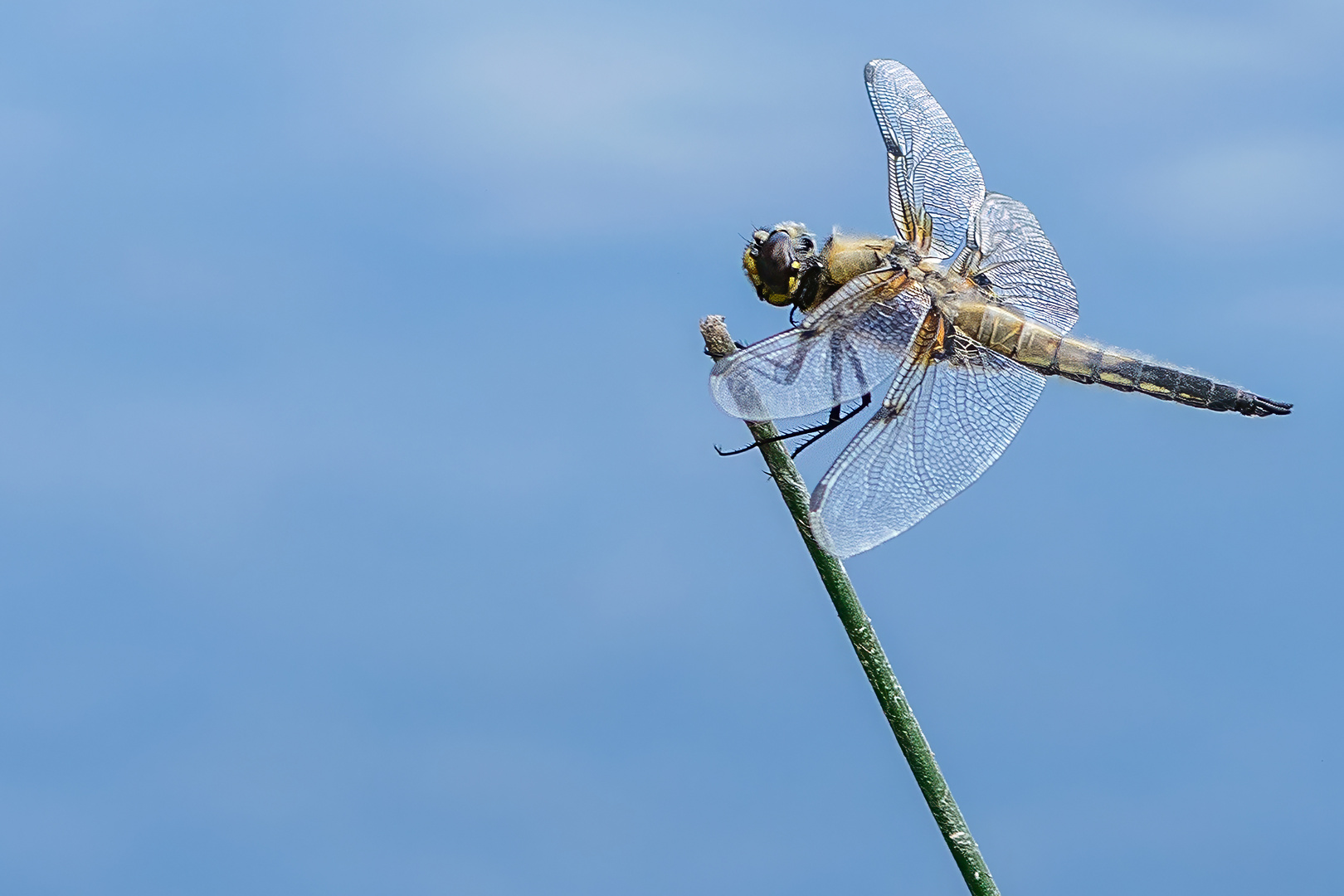Großlibelle am See Foto & Bild | natur, libelle, insekten Bilder auf ...