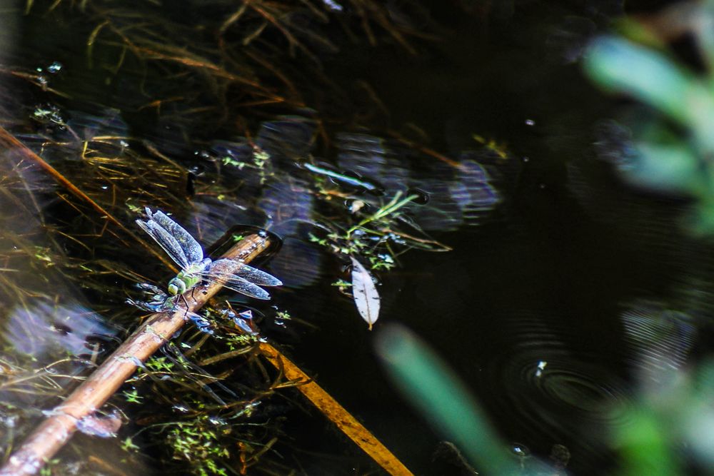 Großlibelle, mit Beute ... Foto & Bild | hamburg, libelle ...