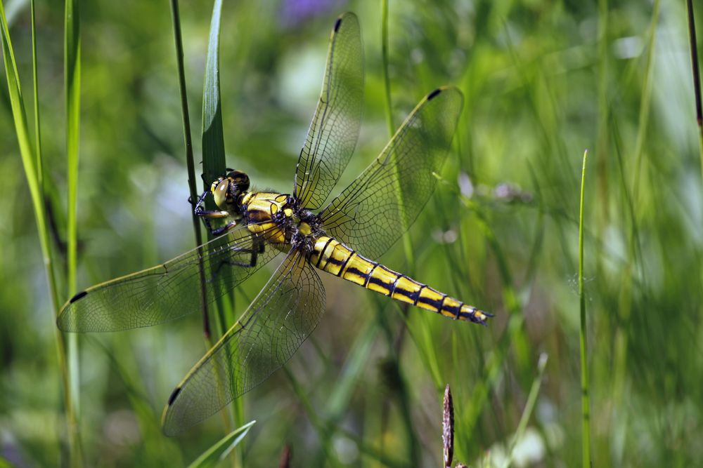 Grosslibellen Foto & Bild | tiere, wildlife, libellen Bilder auf ...