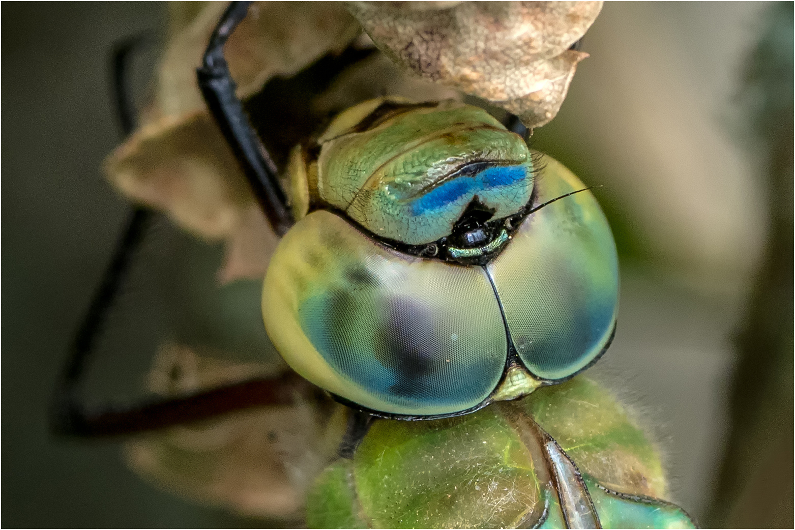 Großlibellen haben größere Komplexaugen mit ca. 30.000 Einzelaugen ...