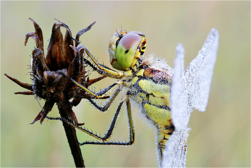 Großstadt Libelle Foto & Bild | tiere, wildlife, libellen Bilder auf ...