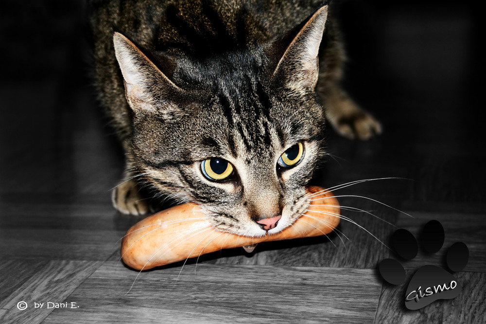 Grr!! Mein Essen!! Foto & Bild | tiere, haustiere, katzen Bilder auf fotocommunity