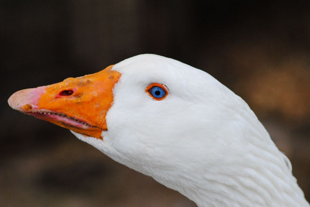 Grrrr ! photo et image | jeunes photographes, sujets Images fotocommunity