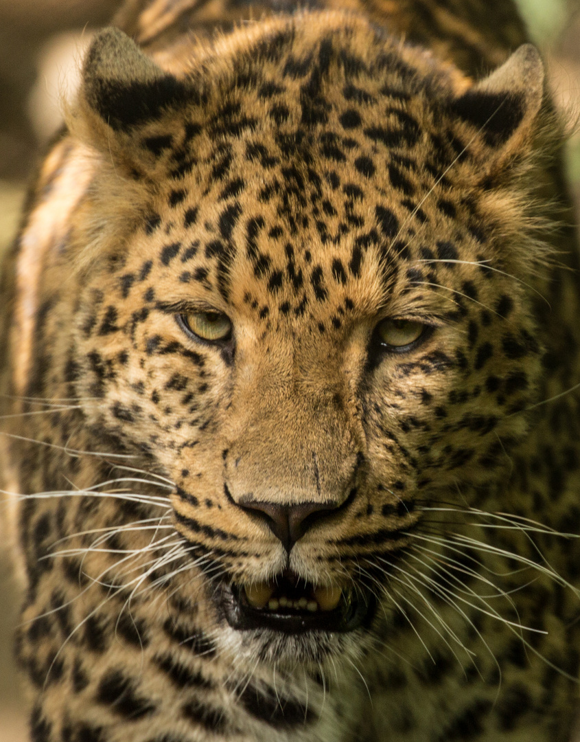 Grrrrr... Foto & Bild | natur, porträt, zoo Bilder auf fotocommunity