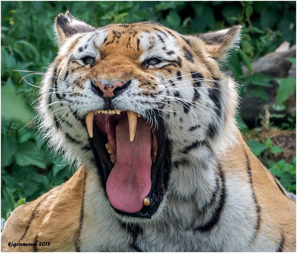 grrrrrr...... Foto & Bild | world, natur, zoo Bilder auf fotocommunity