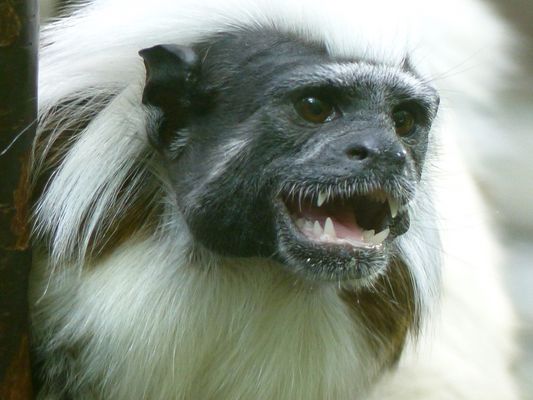 Trockennasenaffen Bilder & Fotos