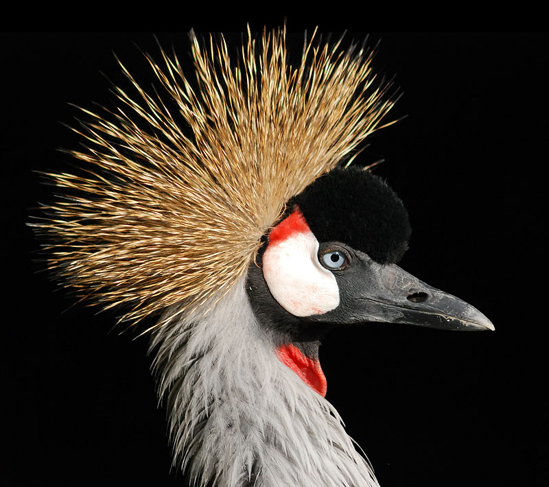 gru coronata grigia Foto % Immagini| animali, zoo e allevamenti ...